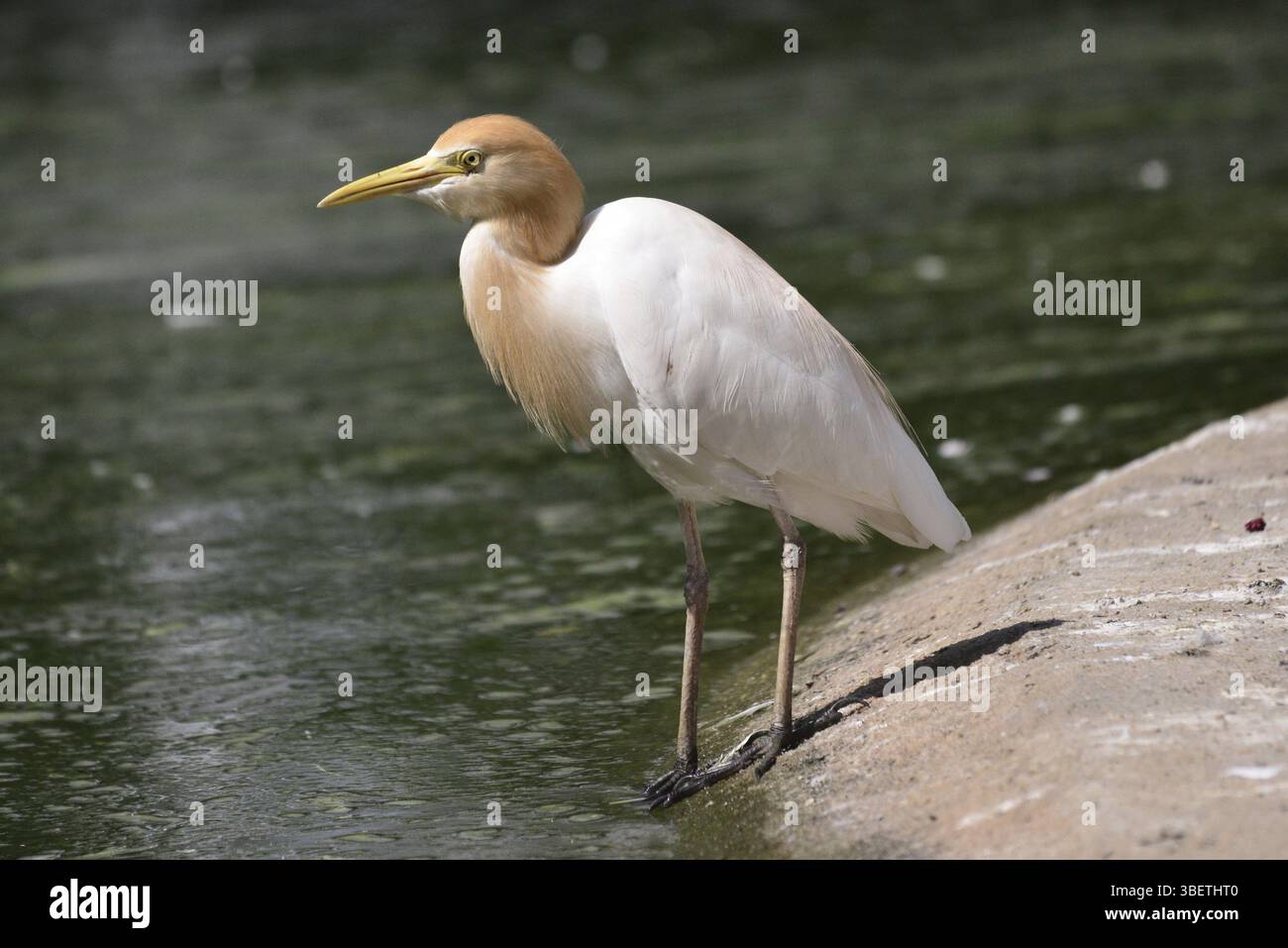 Cattle egret, breeding plumage (Bubulcus ibis coromandus Stock Photo ...