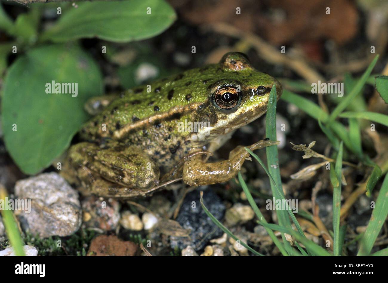 Pool frog (Pelophylax lessonae Stock Photo - Alamy