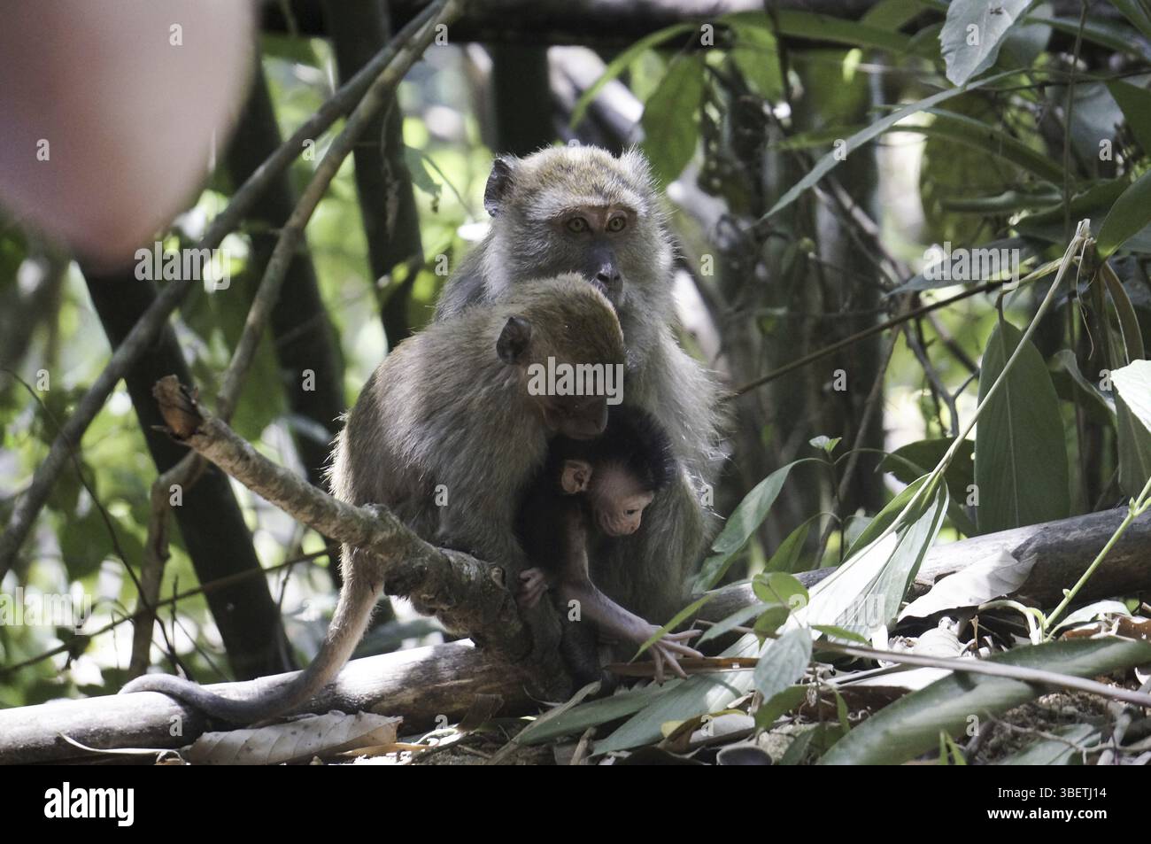 A monkey with his baby in the jungle Stock Photo - Alamy