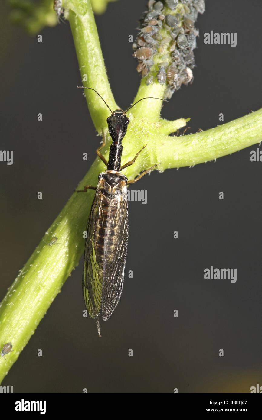 Blue flying bug hi-res stock photography and images - Alamy