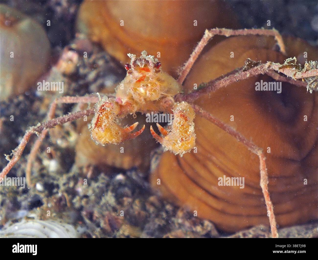 Scorpion spider crab (Inachus dorsettensis Stock Photo - Alamy