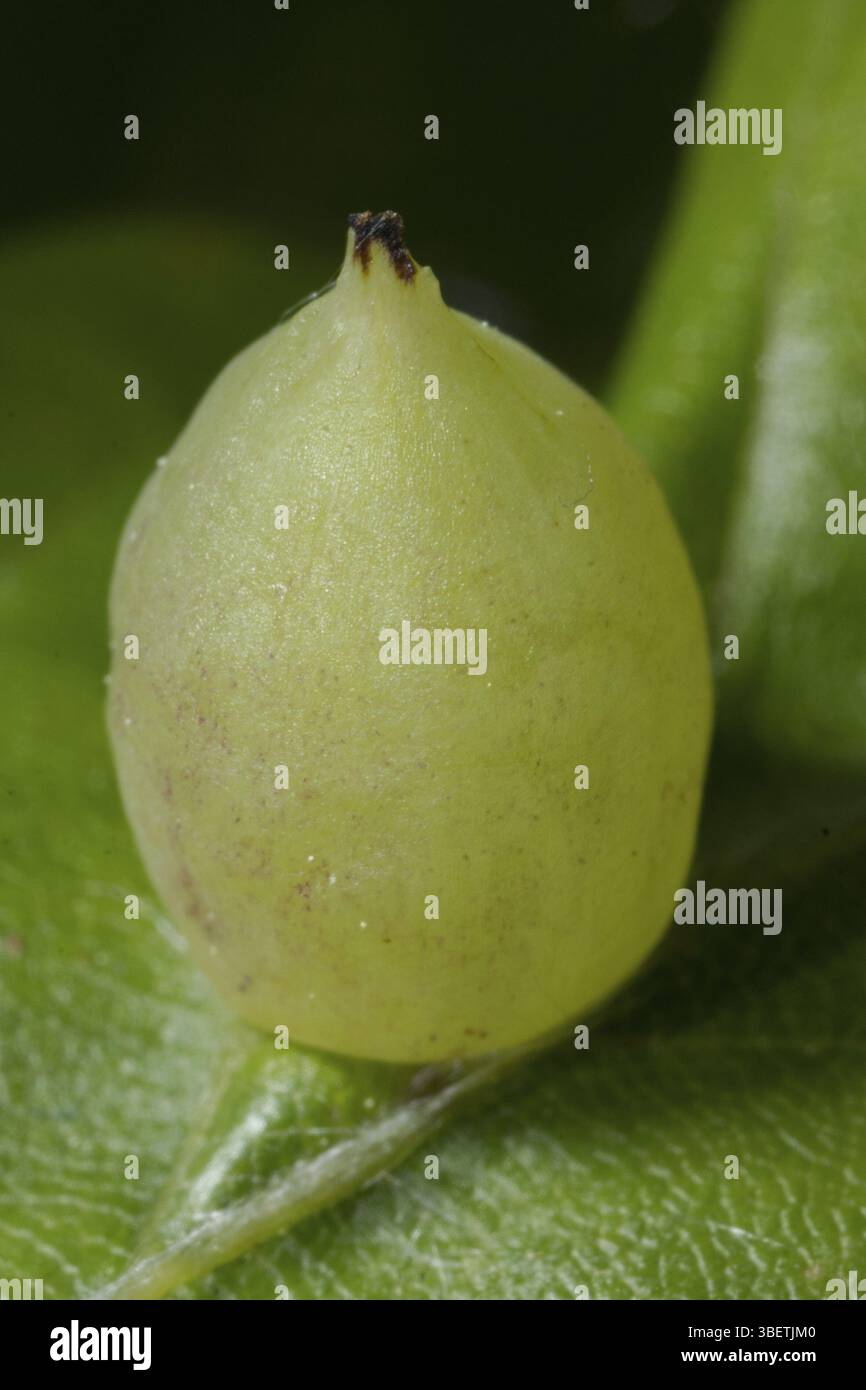 Beech gall midge (Mikiola fagi Stock Photo - Alamy