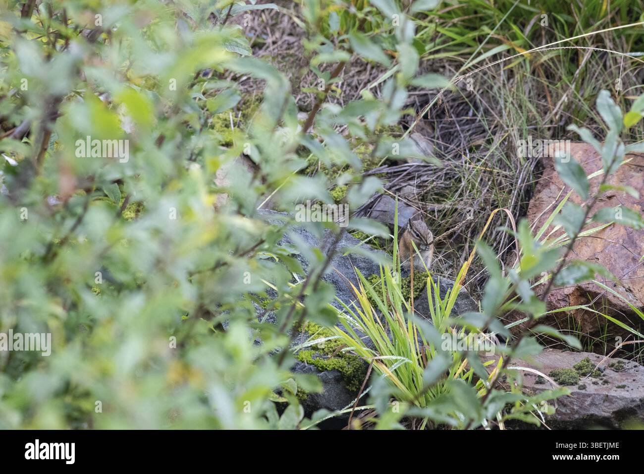 Least chipmunk in Canada (Neotamias minimus Stock Photo - Alamy