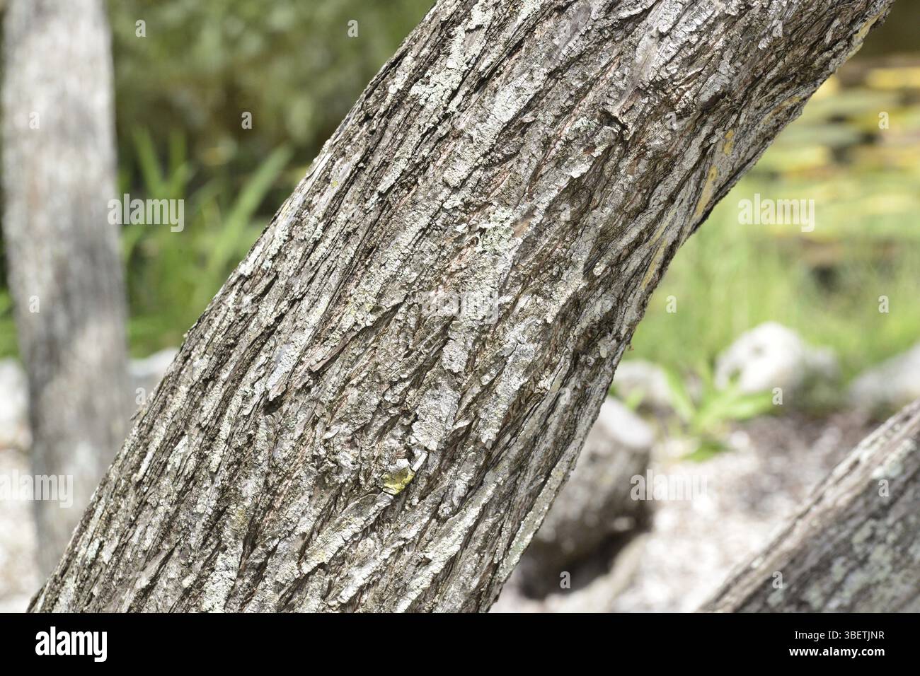Button mangrove (Conocarpus erectus Stock Photo - Alamy