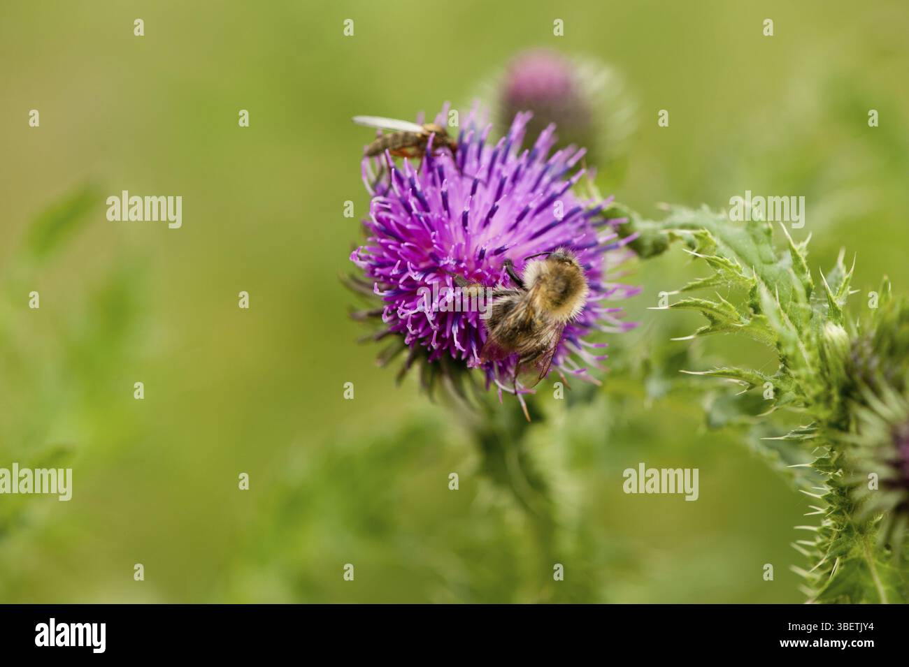 Carduus crispus flower hi-res stock photography and images - Alamy
