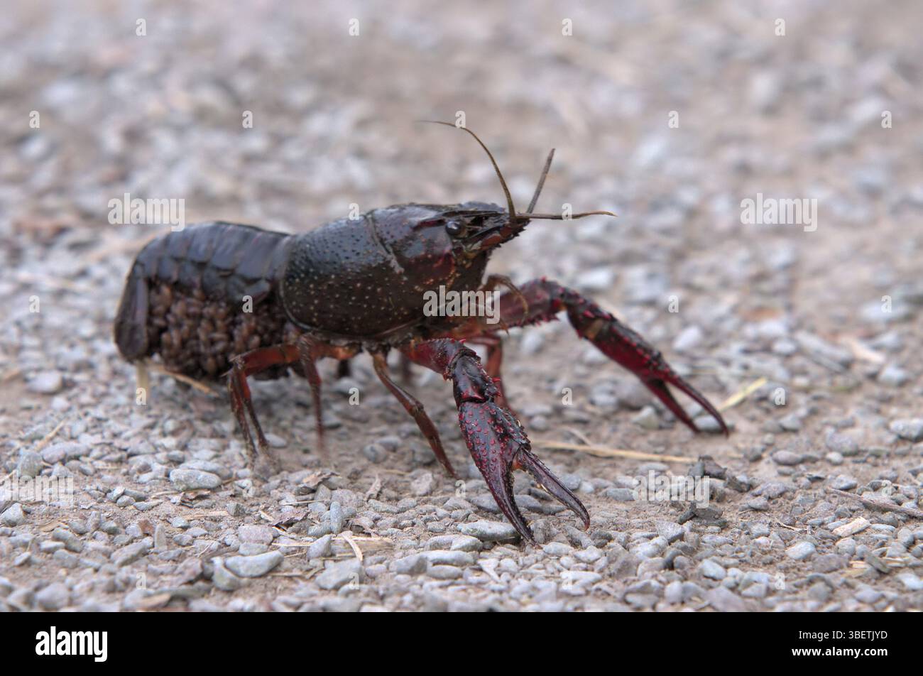 American red swamp crayfish (Procambarus clarkii Stock Photo - Alamy