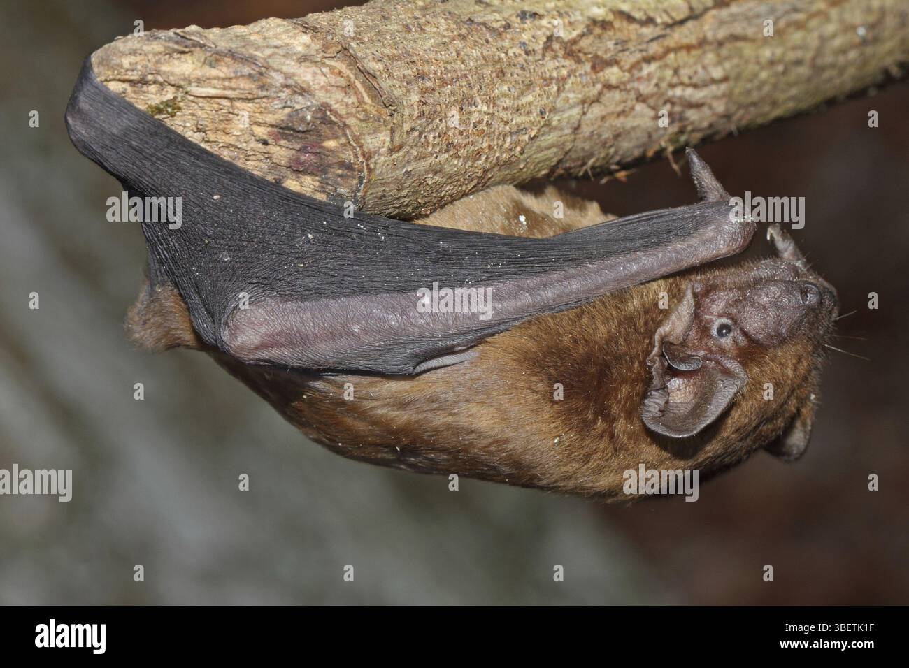 Common noctule (Nyctalus noctula Stock Photo - Alamy