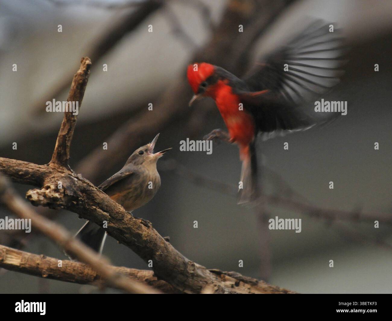 Ruby Flycatcher male in flight (Pyrocephalus rubinus Stock Photo - Alamy