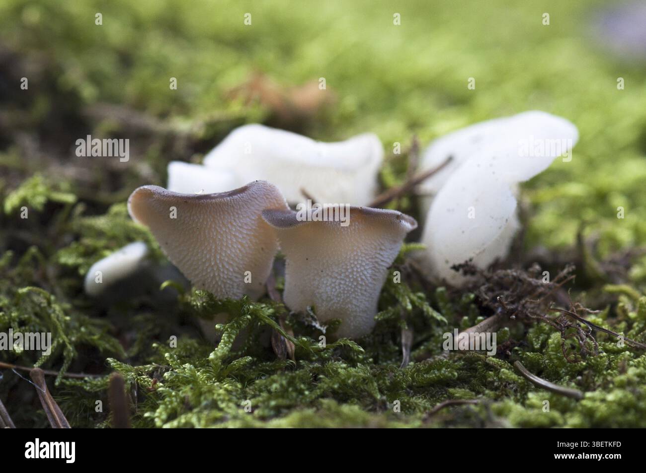 Ice trembler (Pseudohydnum gelatinosum Stock Photo - Alamy