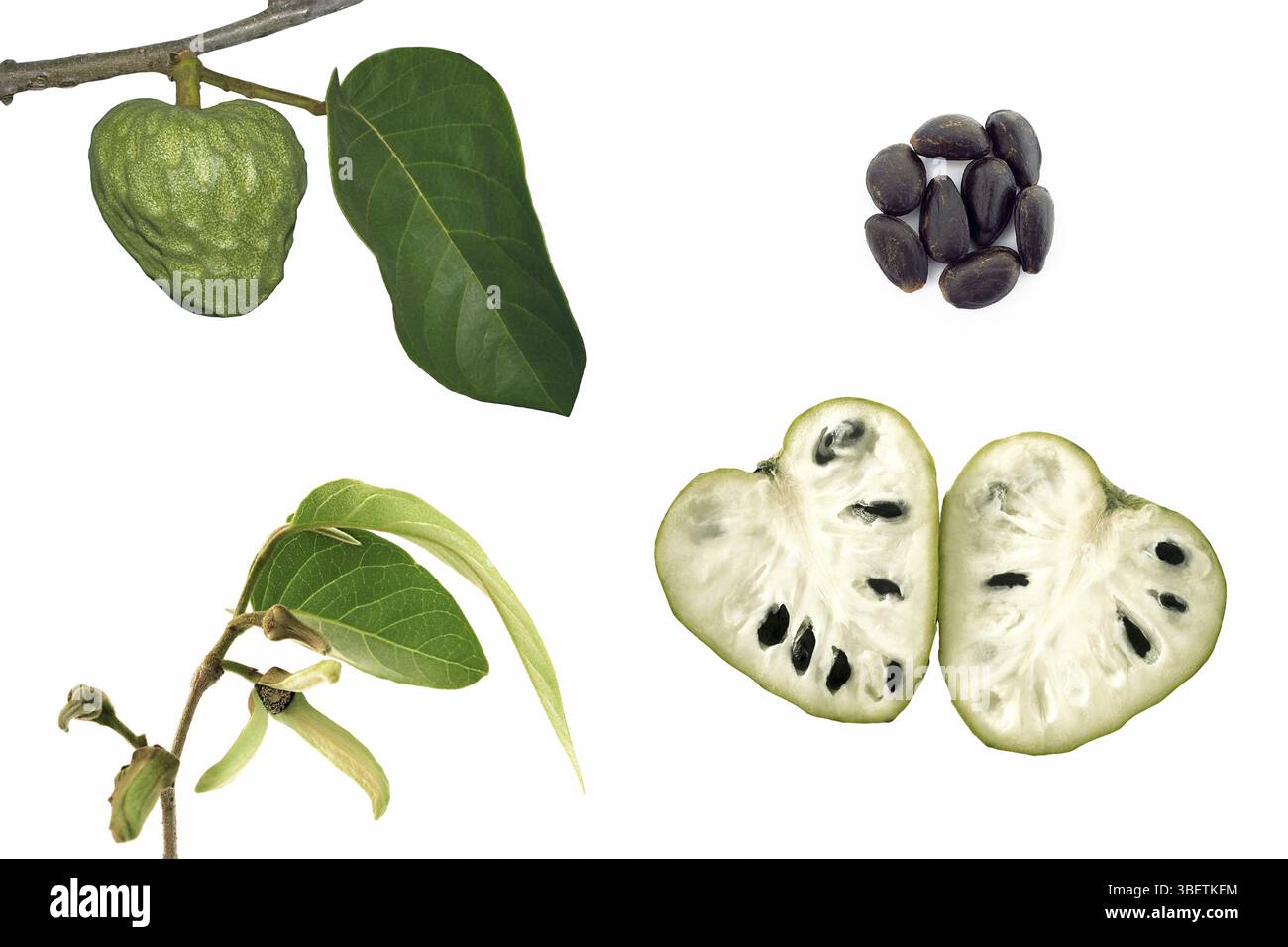 Cherimoya - Flower - Fruit - Seed (Annona cherimola Stock Photo - Alamy