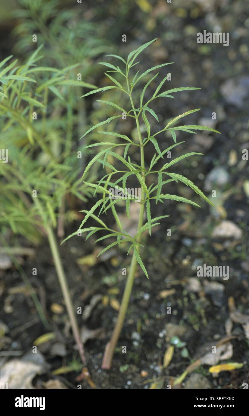 Poisonous hemlock (Cicuta virosa Stock Photo - Alamy