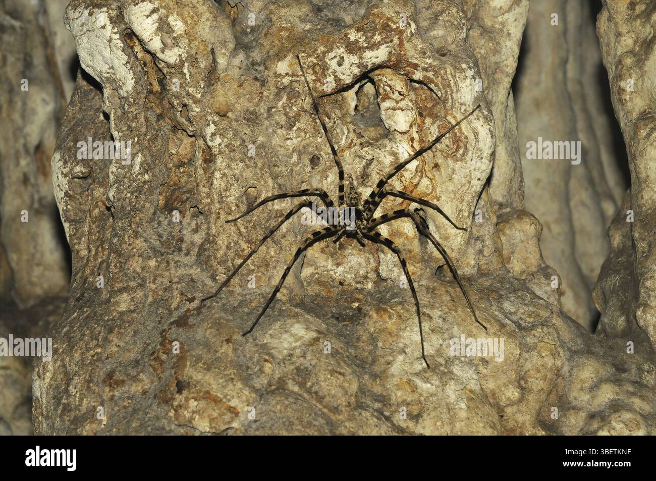 Thailand cave wolf spider ( , Lycosidae Stock Photo - Alamy