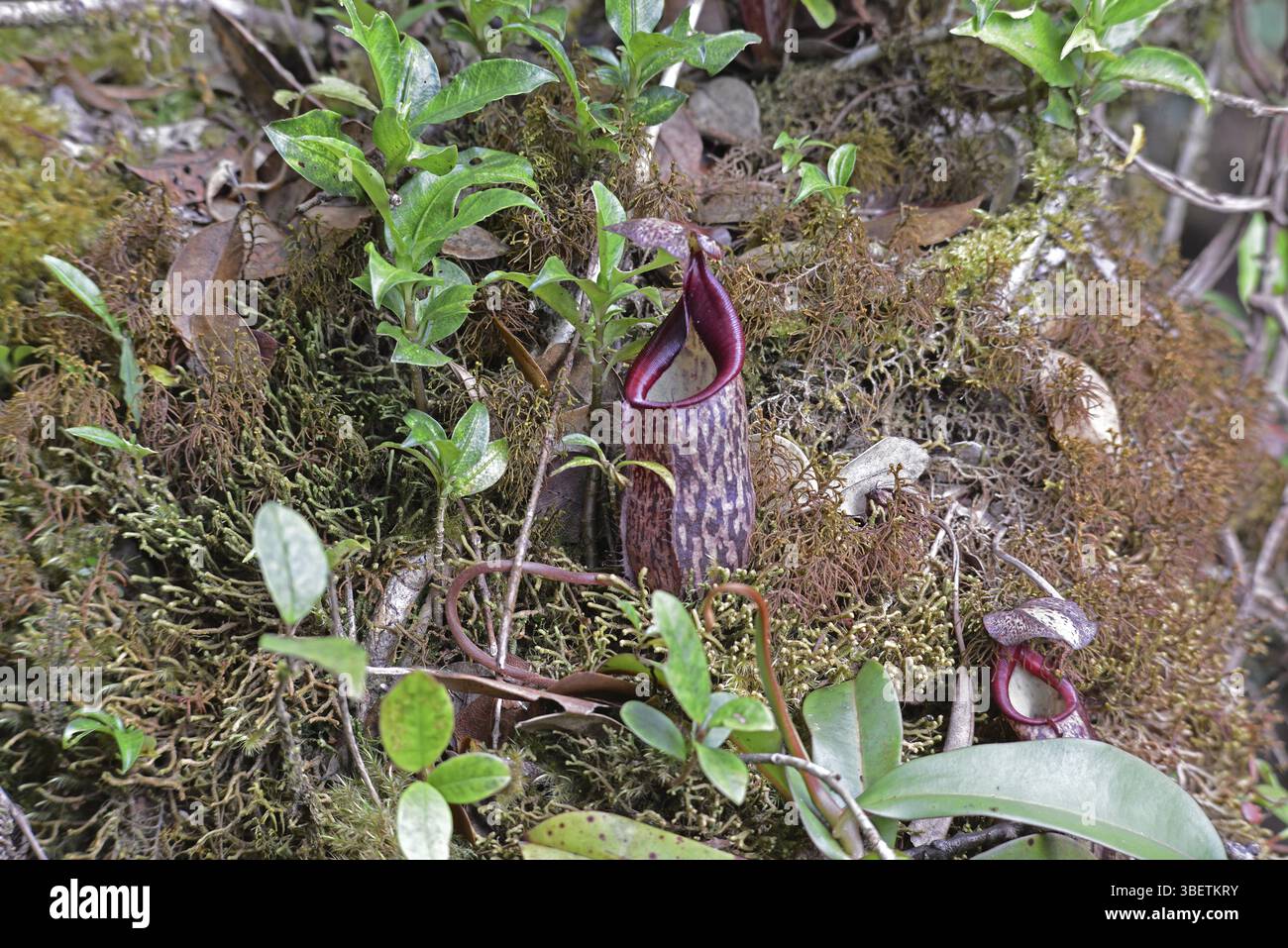 Pitcher plant on the Cameron Highlands (Nepenthes albomarginata Stock ...