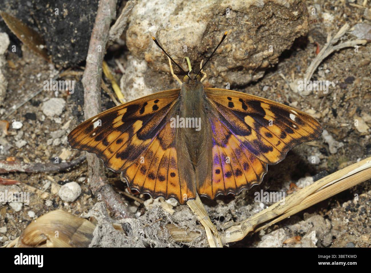 Lesser purple emperor (Apatura lilia Stock Photo - Alamy