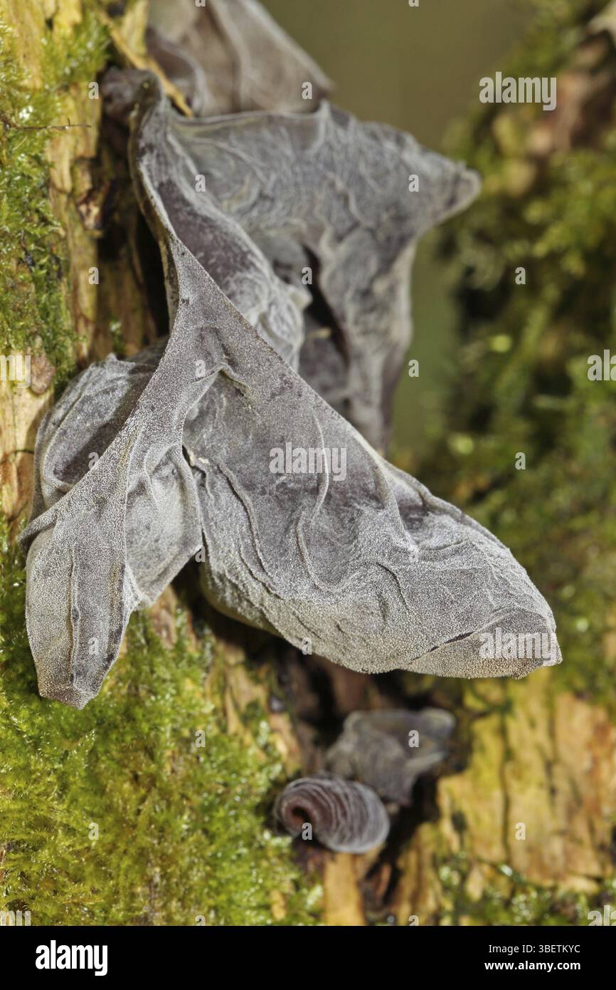 Judas ear (Auricularia auricula-judae Stock Photo - Alamy