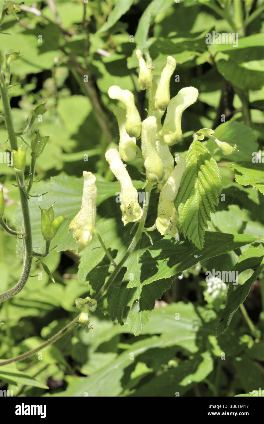 Poisonous flower aconitum lycoctonum wolfsbane hi-res stock photography ...