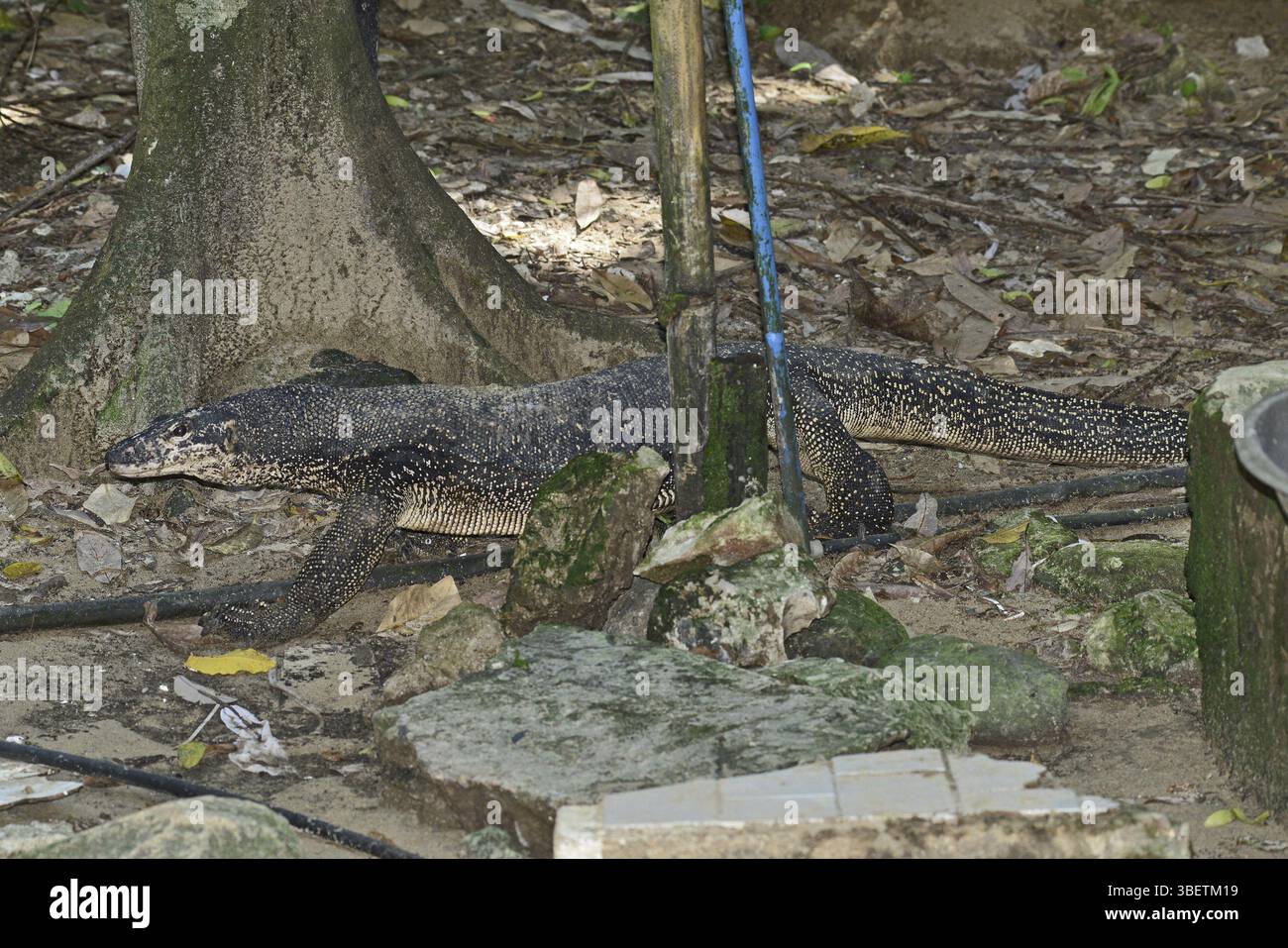 Palawan monitor lizard (Varanus palawanensis Stock Photo - Alamy