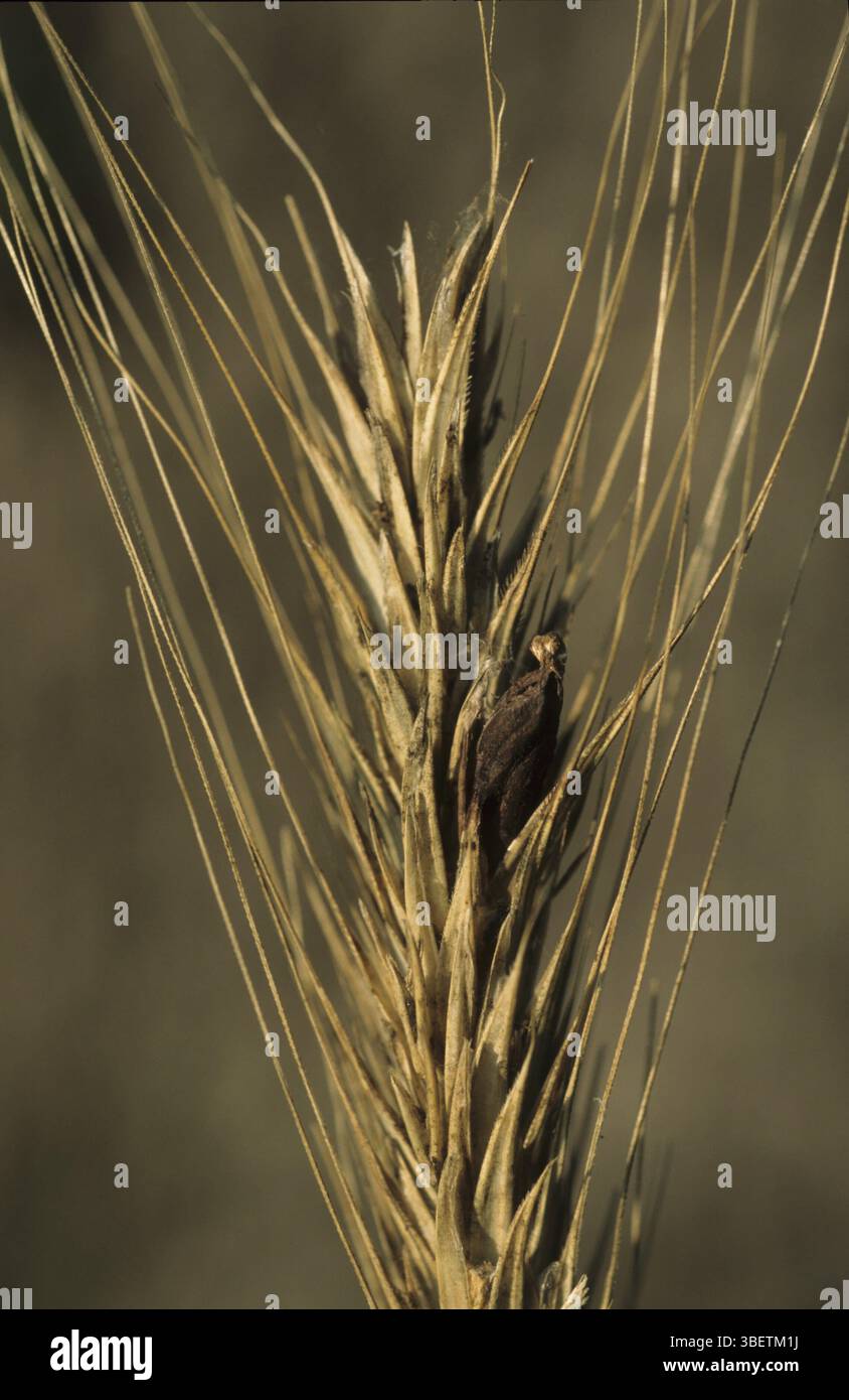 Ergot (origin: Claviceps purpurea Stock Photo - Alamy
