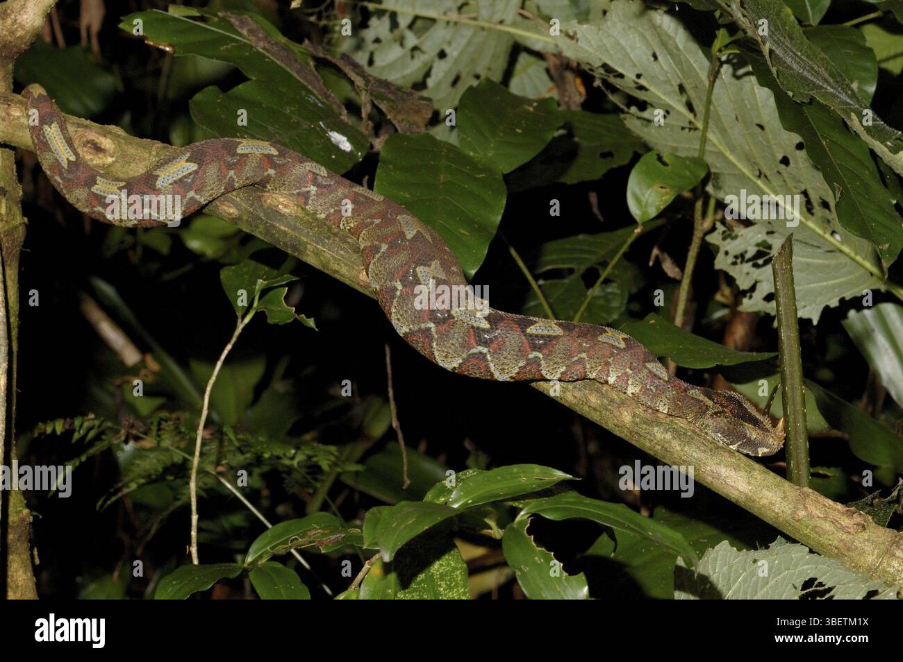Wet-horned viper (Bitis nasicornis Stock Photo - Alamy