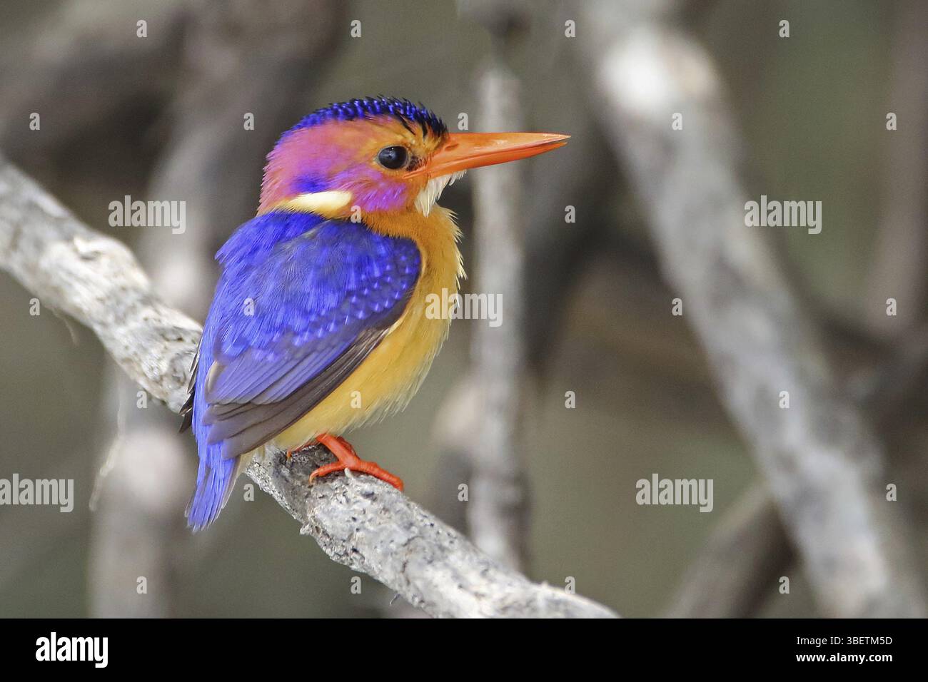 Alcedo picta hi-res stock photography and images - Alamy