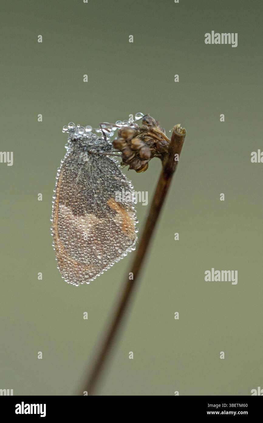 Small insect detail hi-res stock photography and images - Alamy