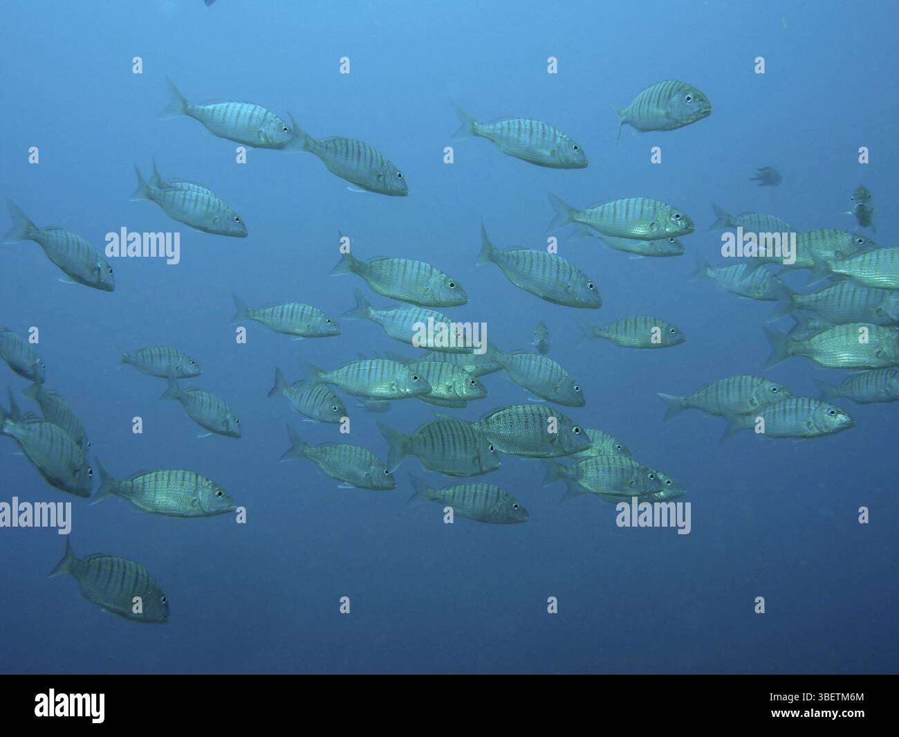 Marble bream (Lithognathus mormyrus Stock Photo - Alamy