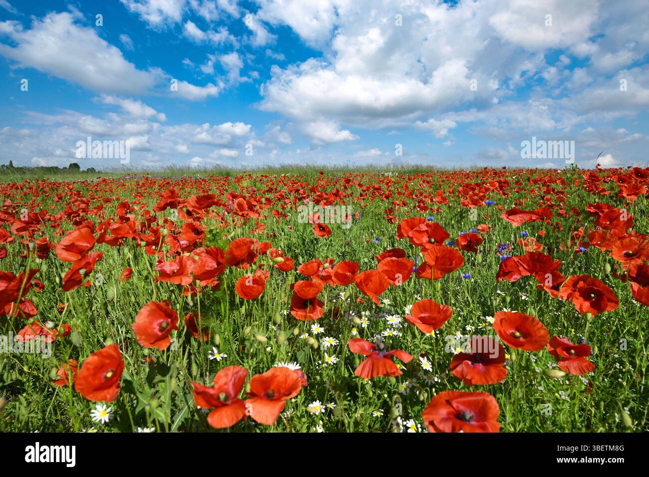 Colorful poppy field dramatic hi-res stock photography and images - Alamy