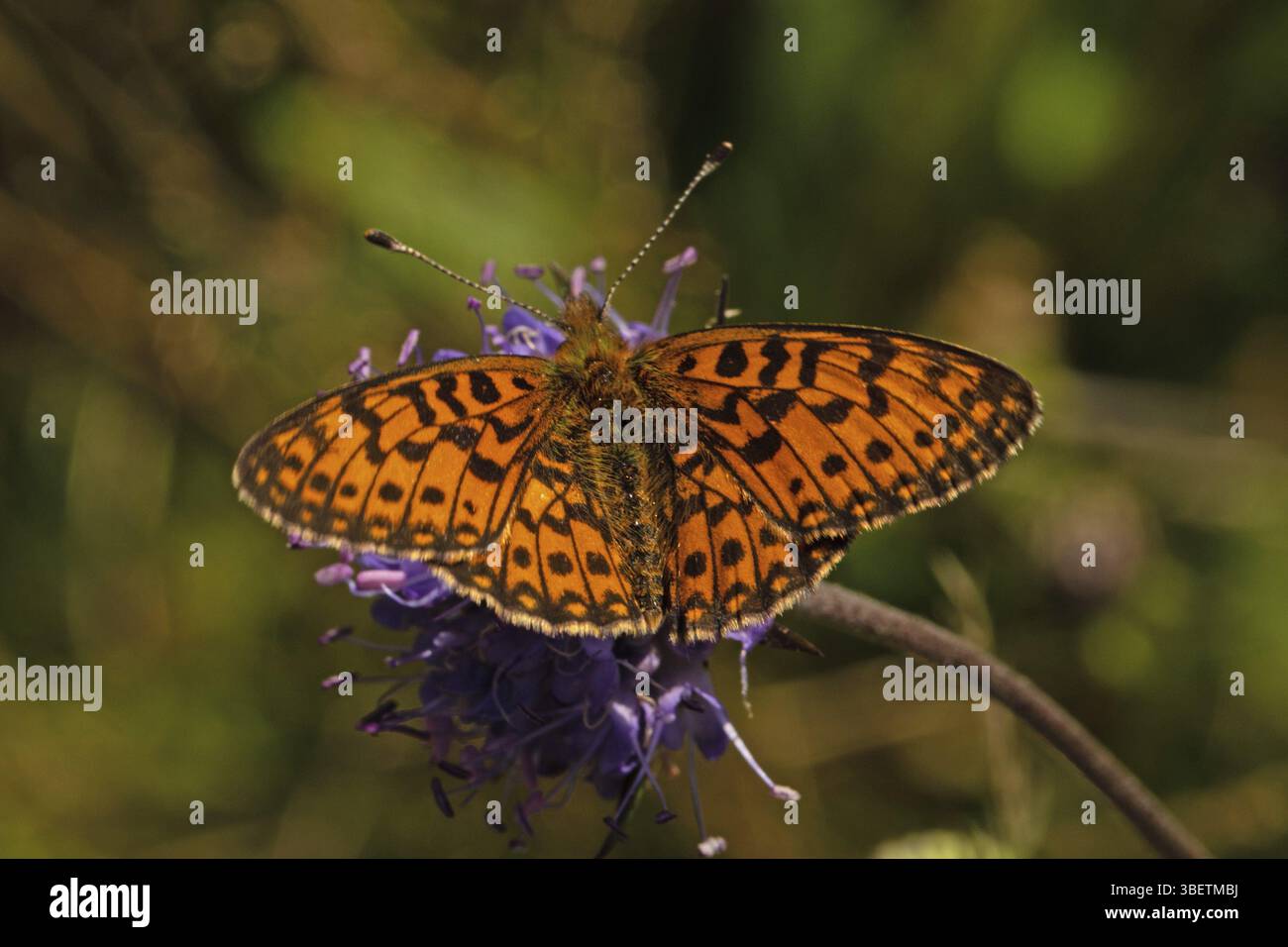 Brown-spotted Pearl-bordered Fritillary (Boloria selene Stock Photo - Alamy