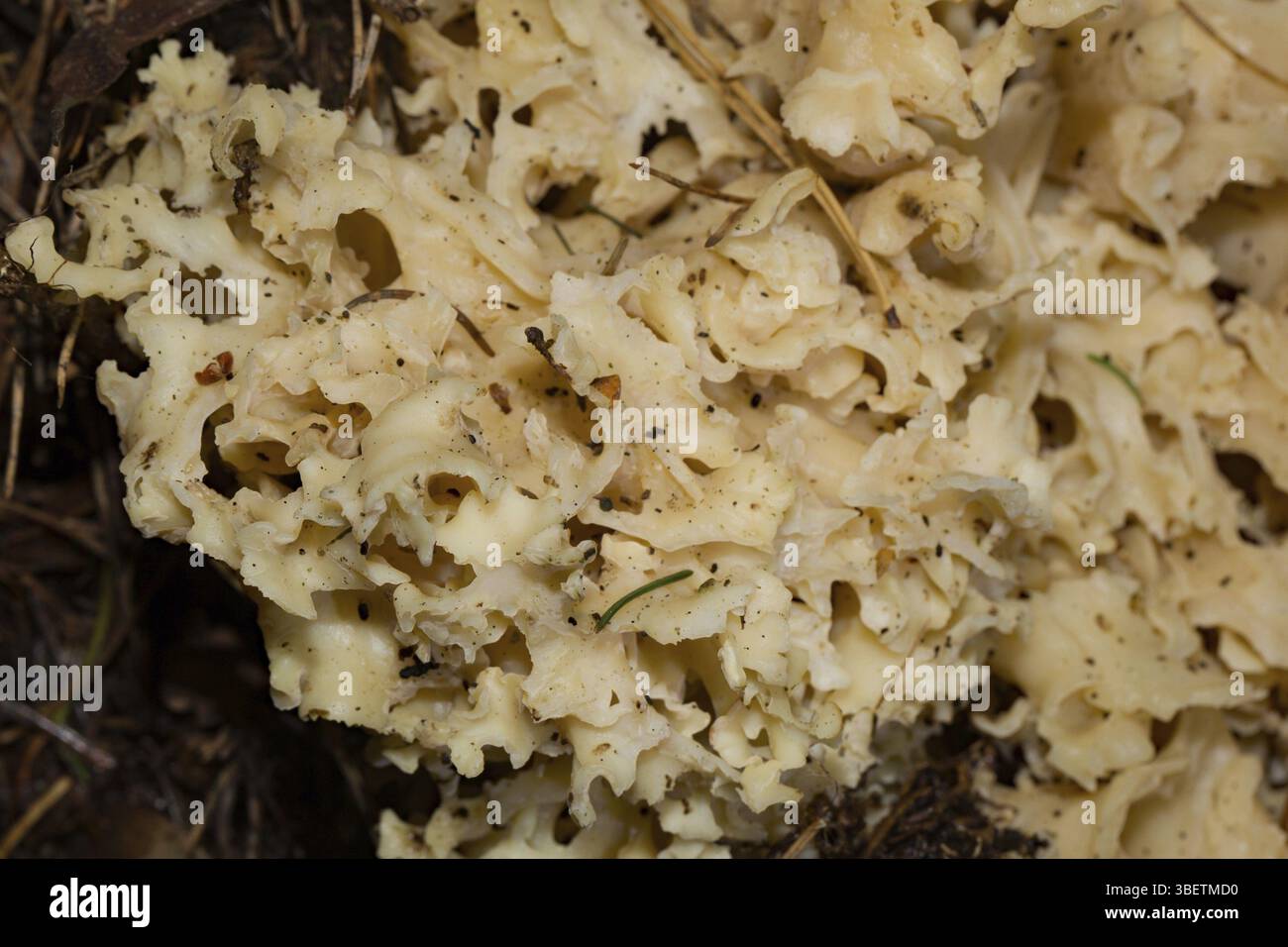 Wood Cauliflower fungus, Fat hen (Wood Cauliflower crispa Stock Photo ...