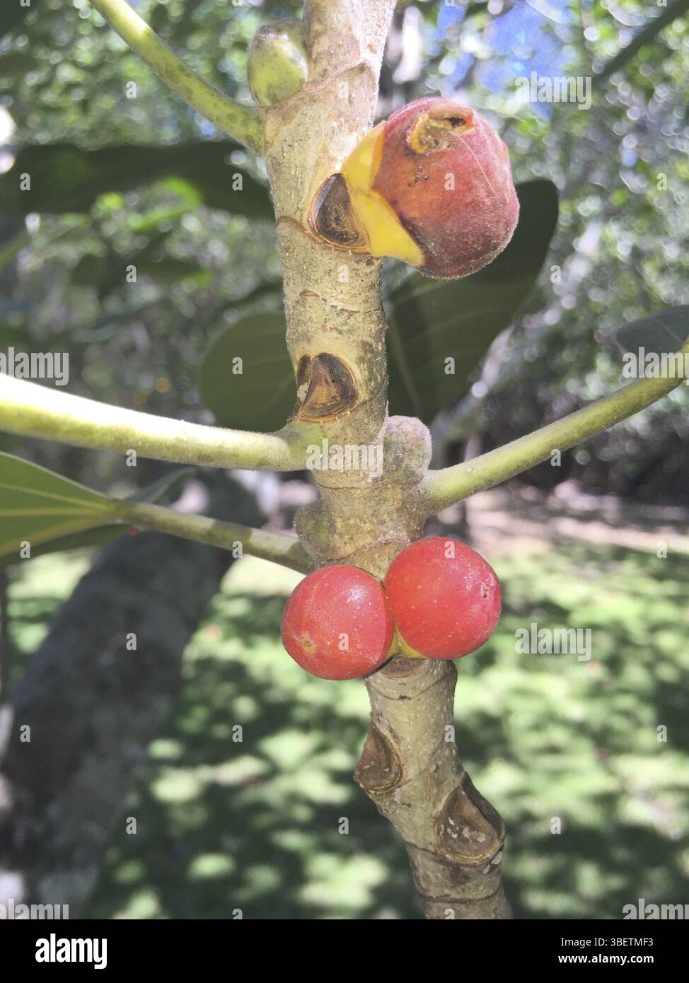 Banyan fig (Ficus benghalensis Stock Photo - Alamy