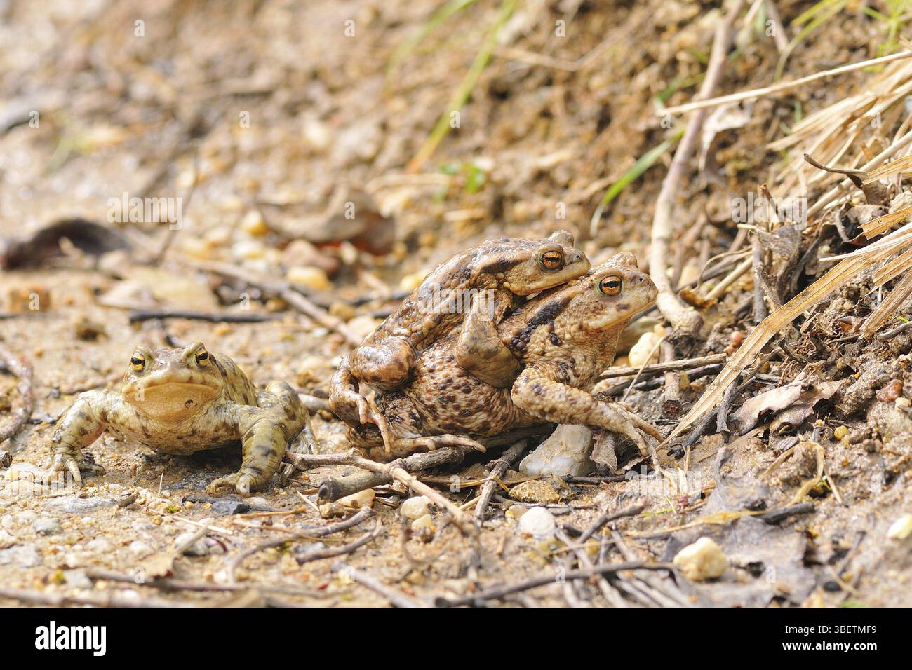Common toads (Bufo bufo Stock Photo - Alamy