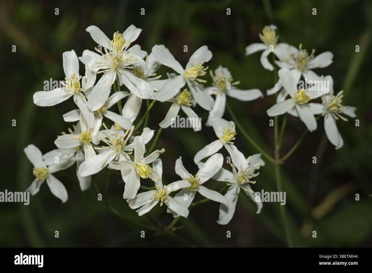 Clematis recta (Clematis recta Stock Photo - Alamy