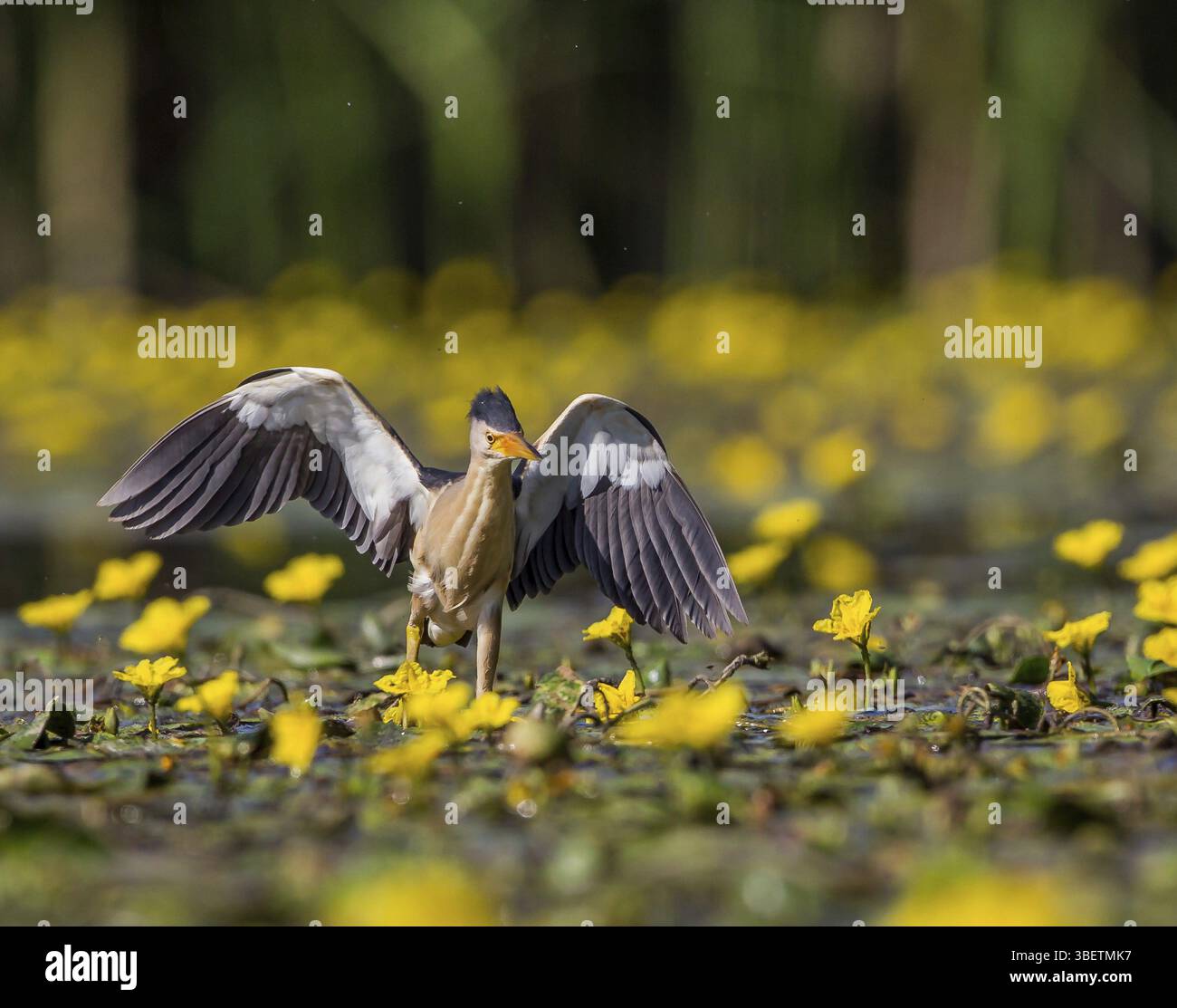 Dwarf drum (Ixobrychus minutus Stock Photo - Alamy