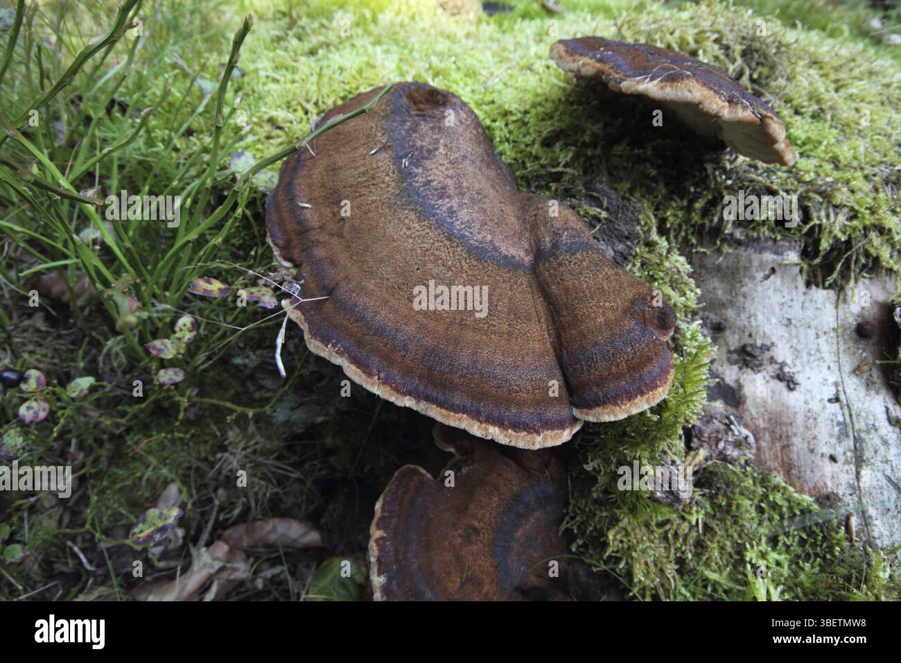 Benzoin Bracket (Ischnoderma bezoinum Stock Photo - Alamy