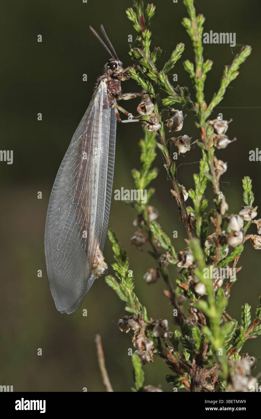 Myrmeleon formicarius (Myrmeleon formicarius Stock Photo - Alamy