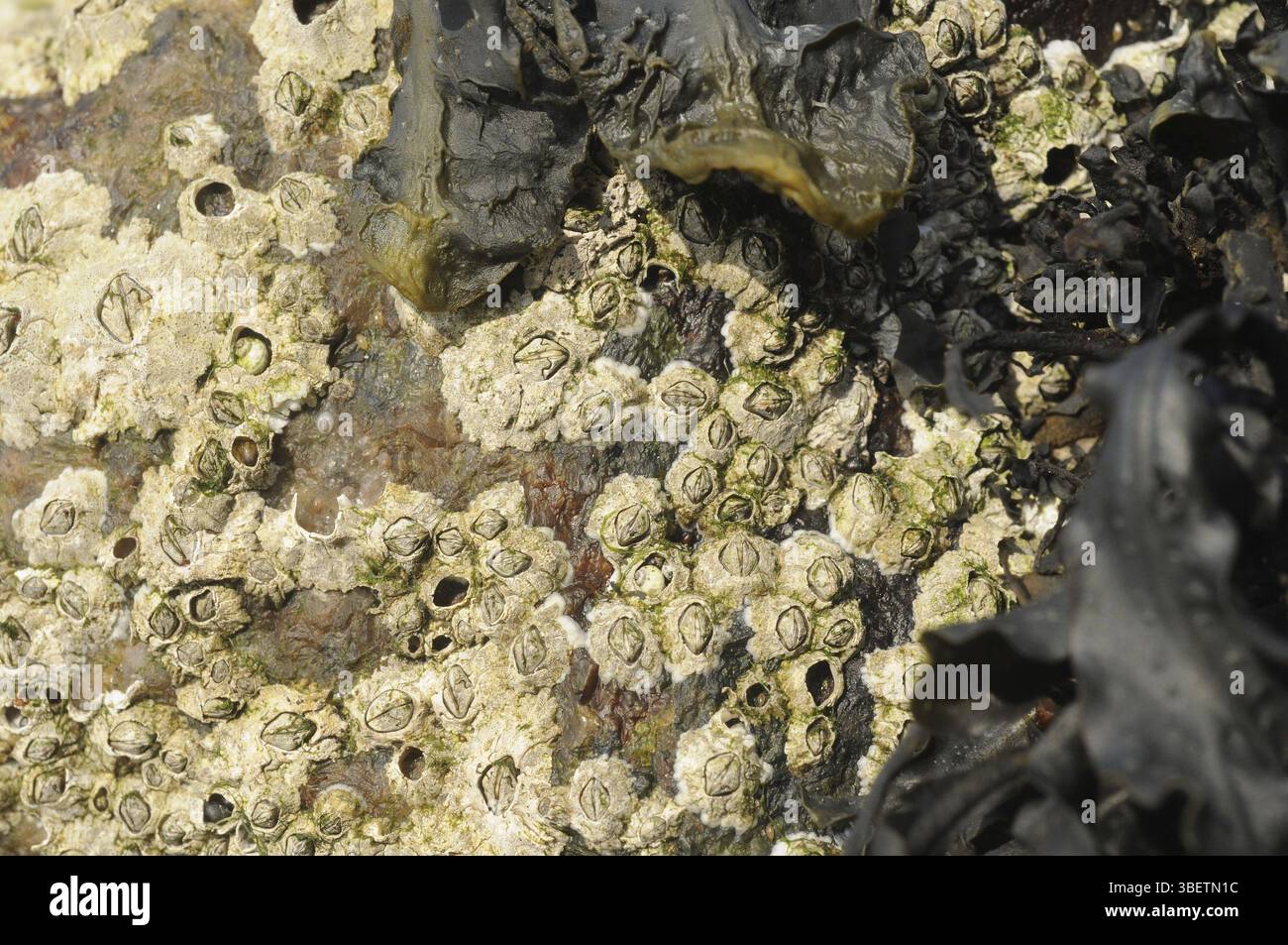 Semibalanus balanoides (Semibalanus balanoides Stock Photo - Alamy