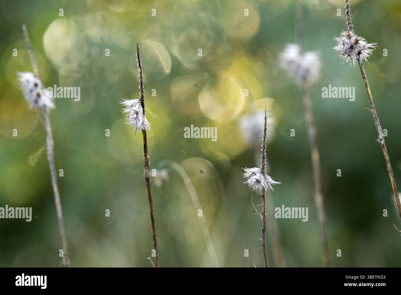 White rush (Juncaceae Stock Photo - Alamy
