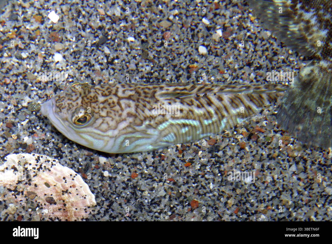 Weever lie hi-res stock photography and images - Alamy