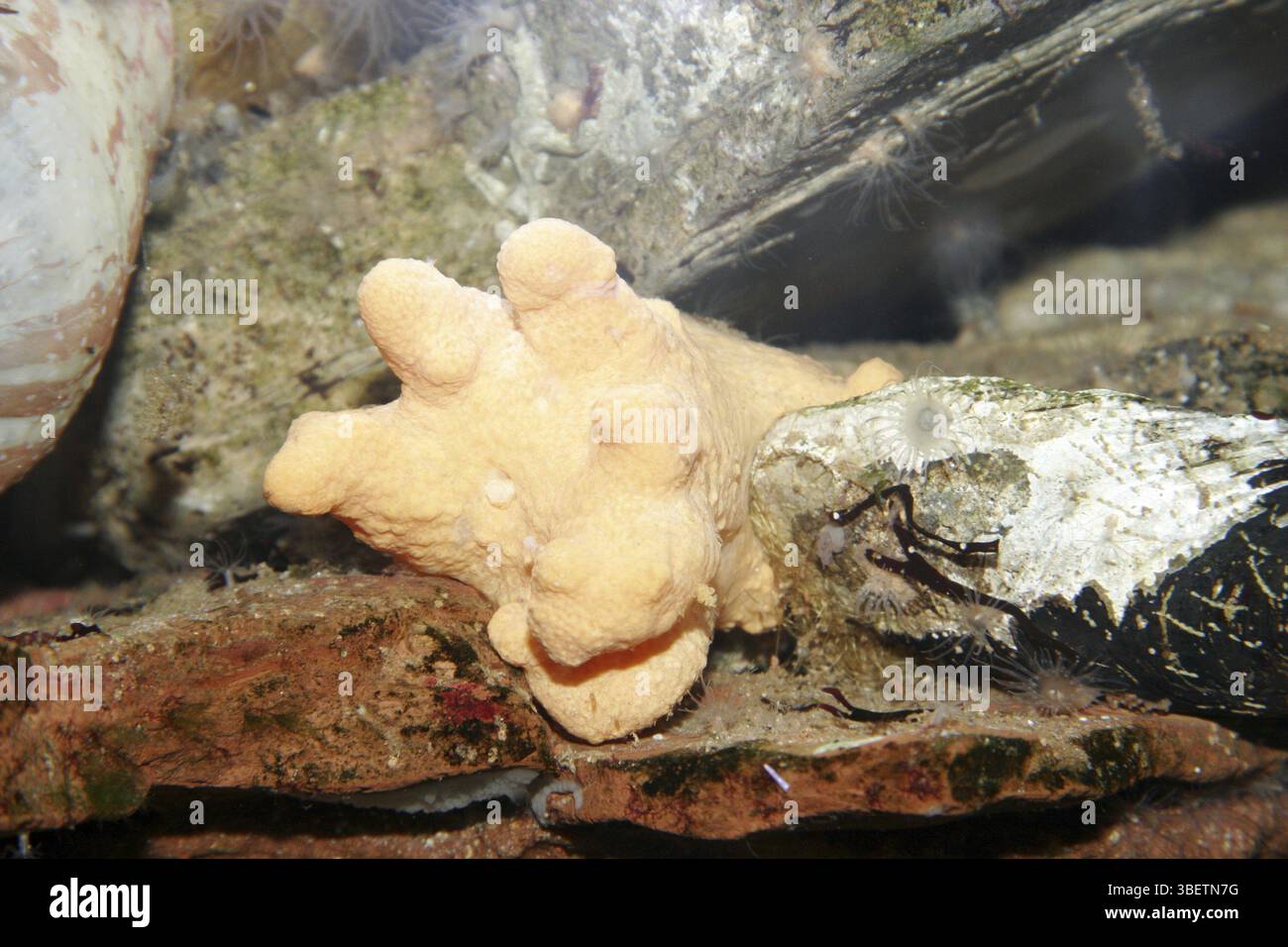 Dead man's hand (Alcyonium digitatum Stock Photo - Alamy