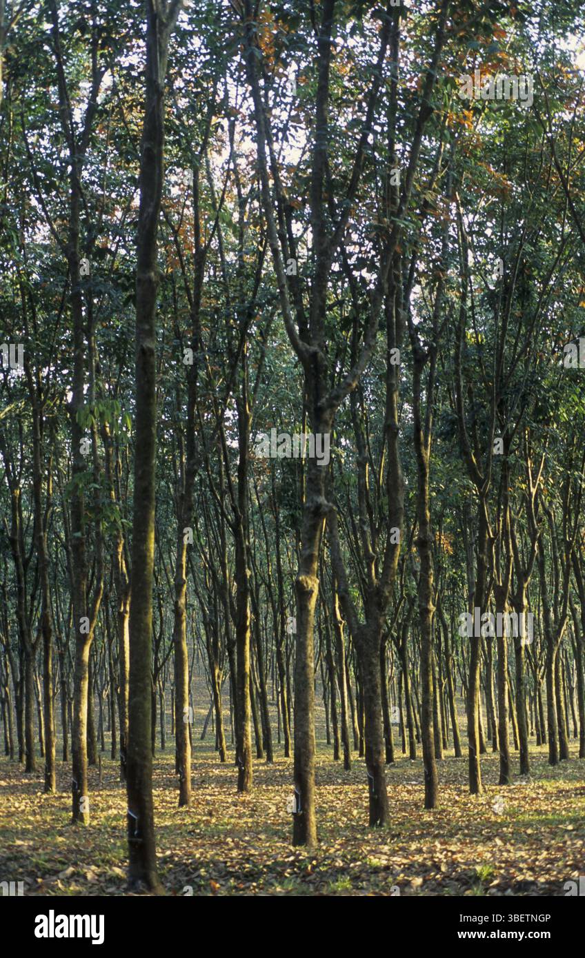 Rubber tree (Hevea brasiliensis Stock Photo - Alamy