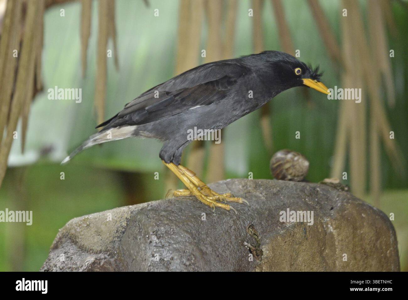 Acridotheres javanicus hi-res stock photography and images - Alamy