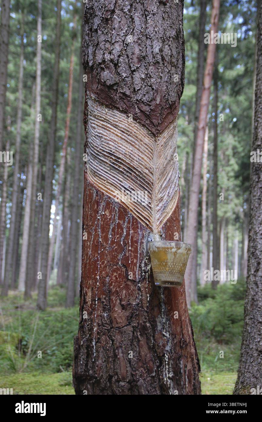 Resin pits on pine (Pinus sylvestris Stock Photo - Alamy