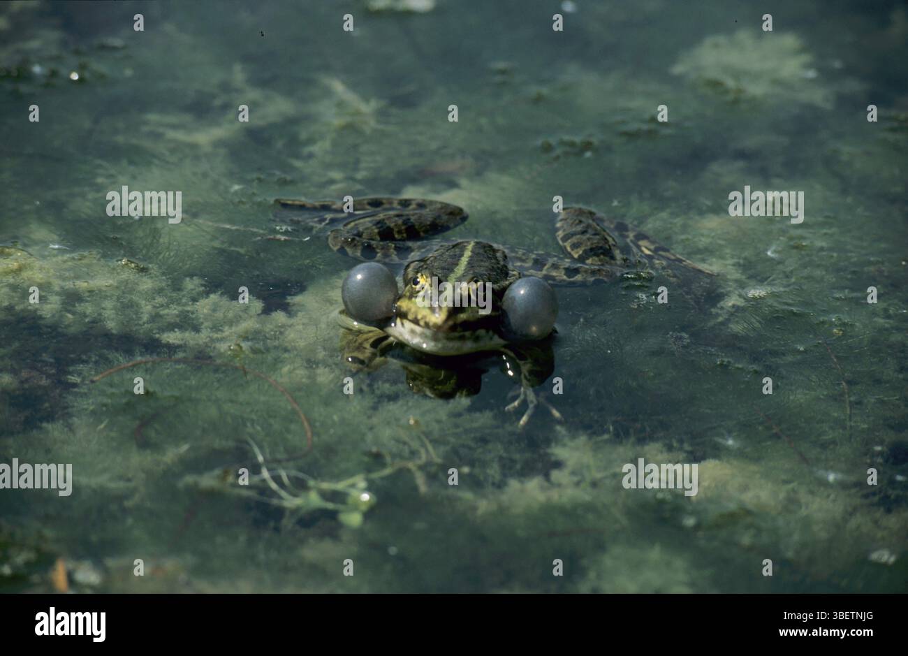 Sea frog (Pelophylax ridibundus Stock Photo - Alamy