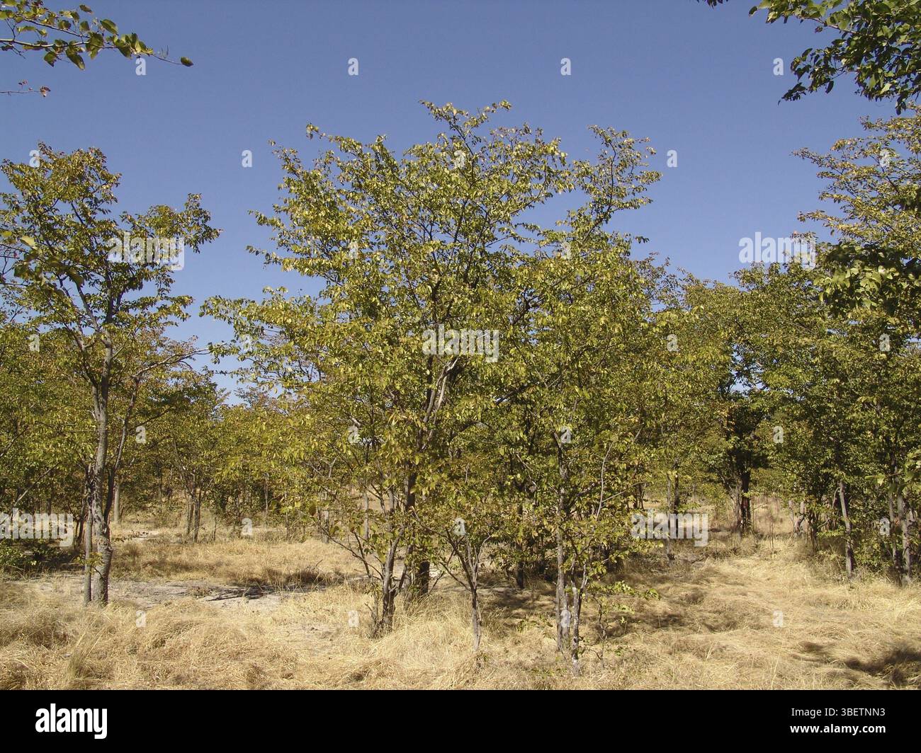 Mopane tree (Colophospermum mopane Stock Photo - Alamy
