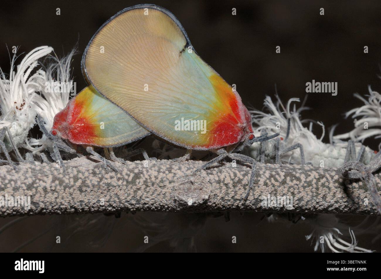 Kenyan cicadas (Homoptera Stock Photo - Alamy