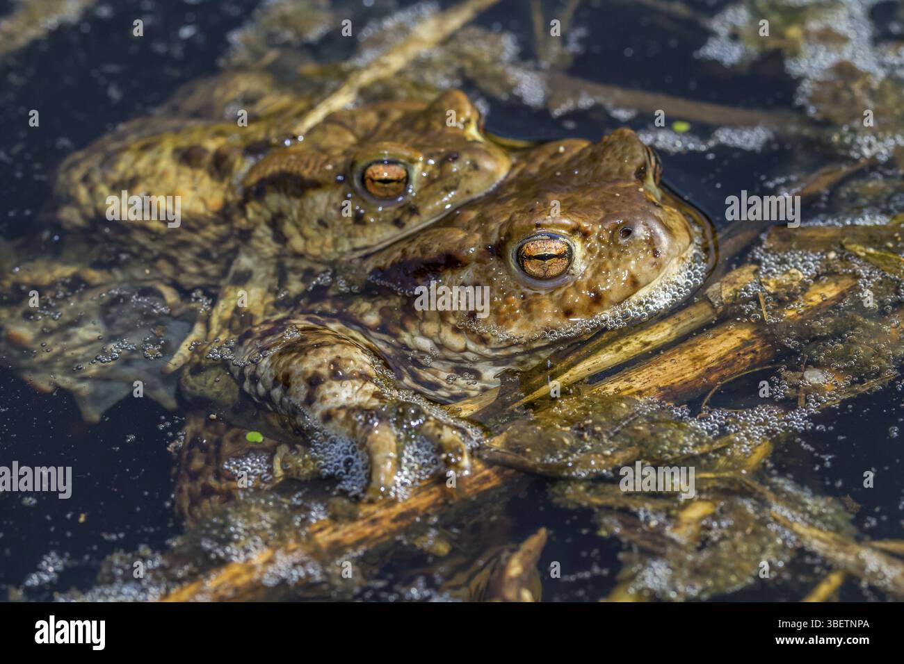 Common toads mating (Bufo bufo Stock Photo - Alamy