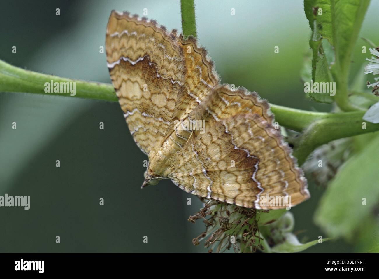 Yellow Shell moth, Nettle moth (Camptogramma bilineata Stock Photo - Alamy