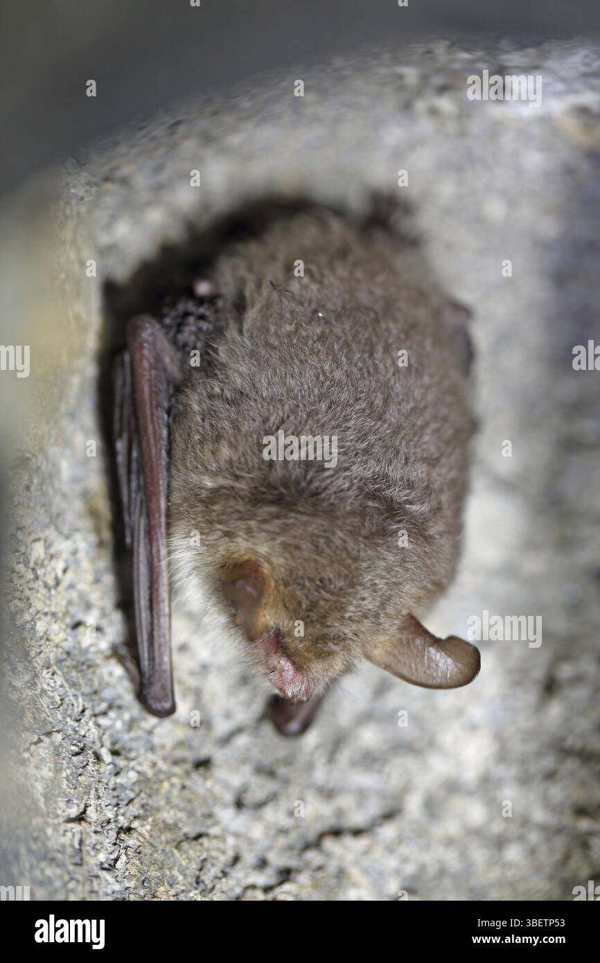 Fringed bat (Myotis nattereri Stock Photo - Alamy