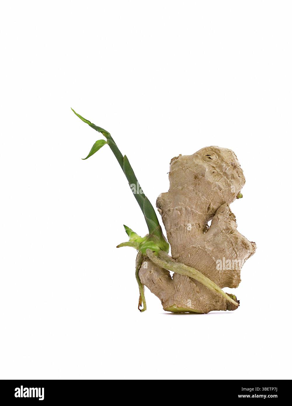Sprouting ginger bulb (zingiber officinale Stock Photo - Alamy