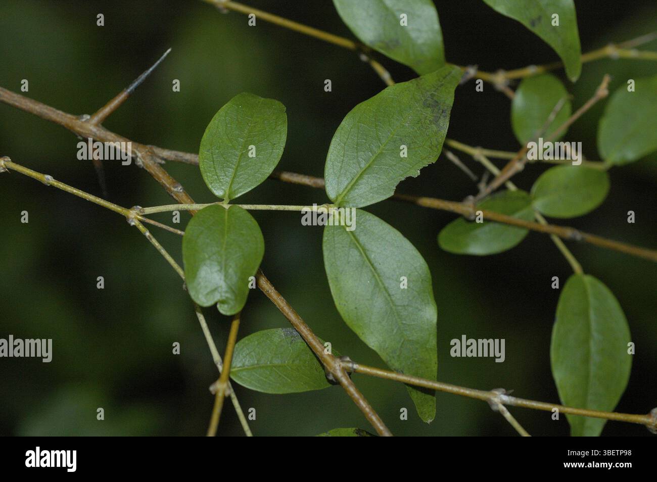 Nux vomica species (Strychnos spp Stock Photo - Alamy